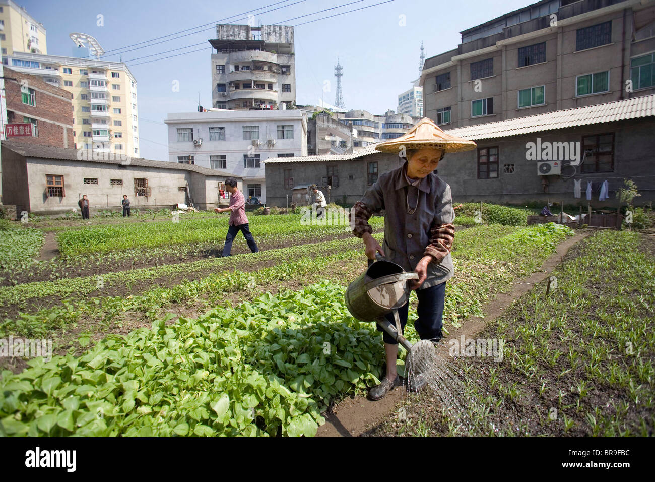 Woman tends vegetable garden in Longyan Fuijan China Stock Photo - Alamy