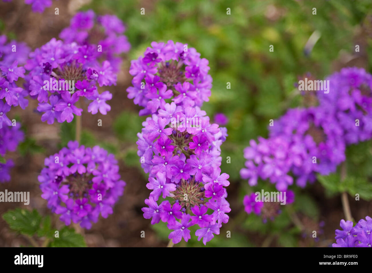 Homestead purple verbena hi-res stock photography and images - Alamy