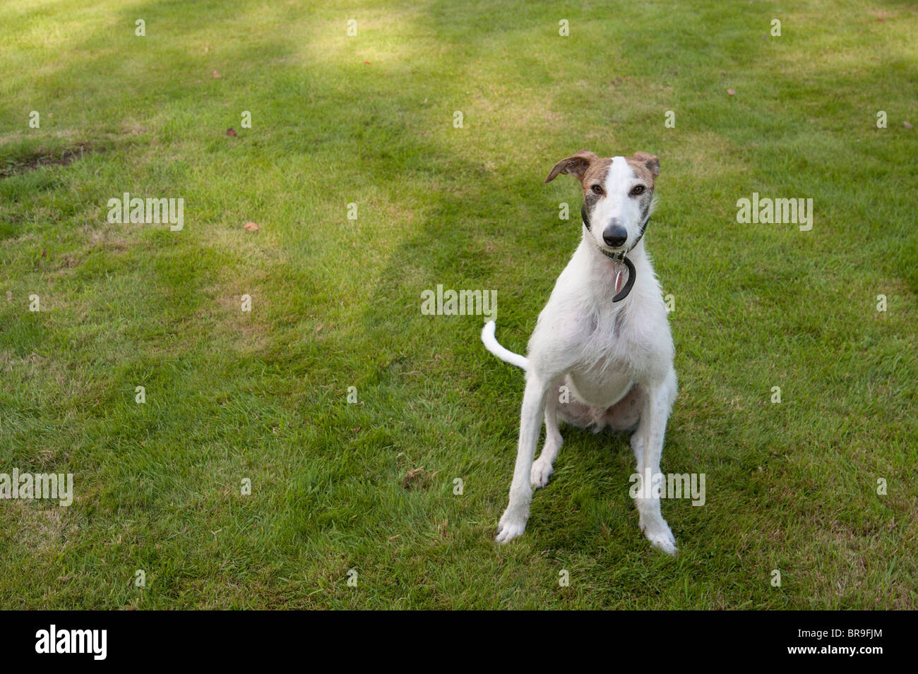 Lurcher dog sitting hi-res stock photography and images - Alamy