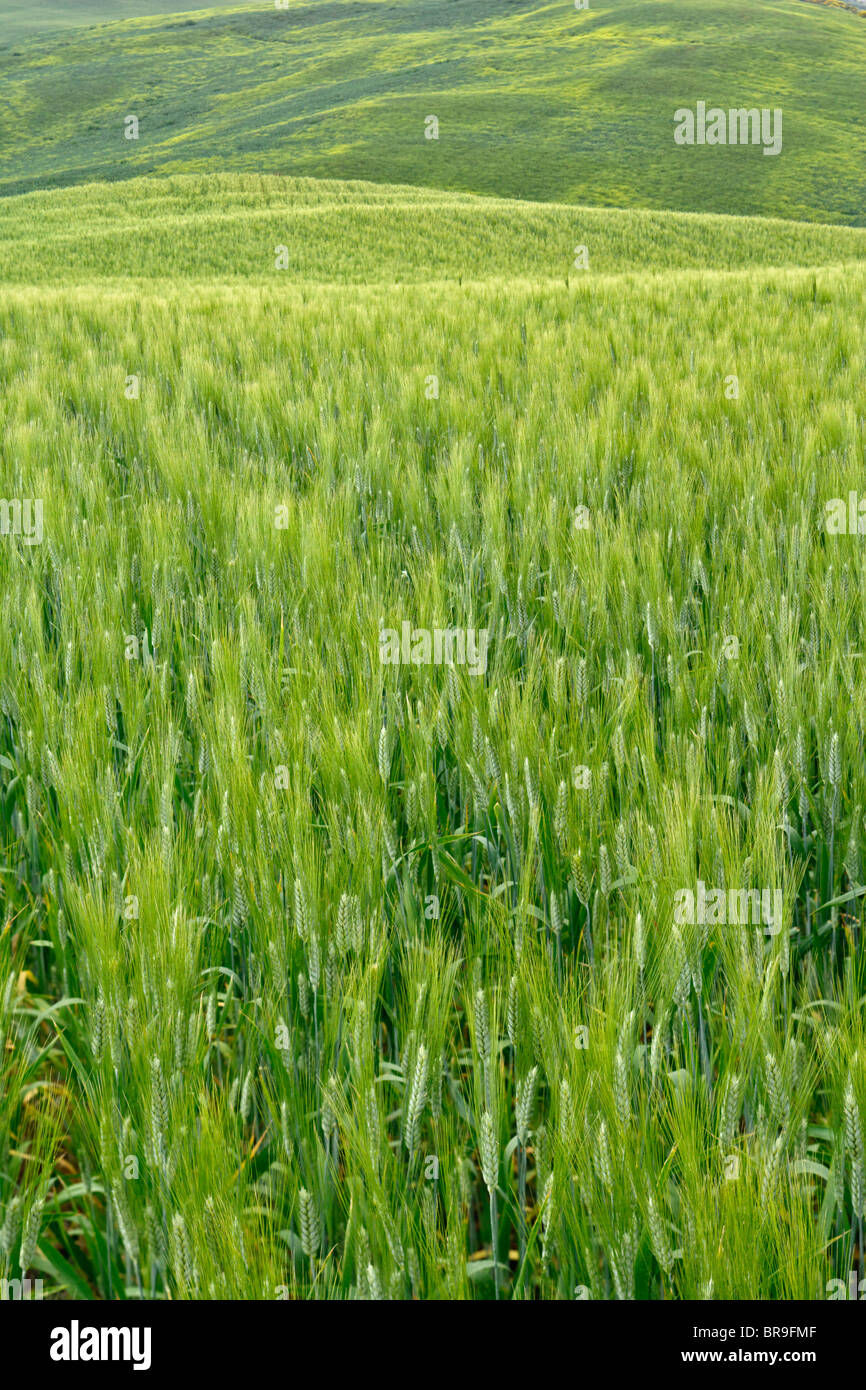 Wheat crop, Tuscany region of Italy Stock Photo - Alamy