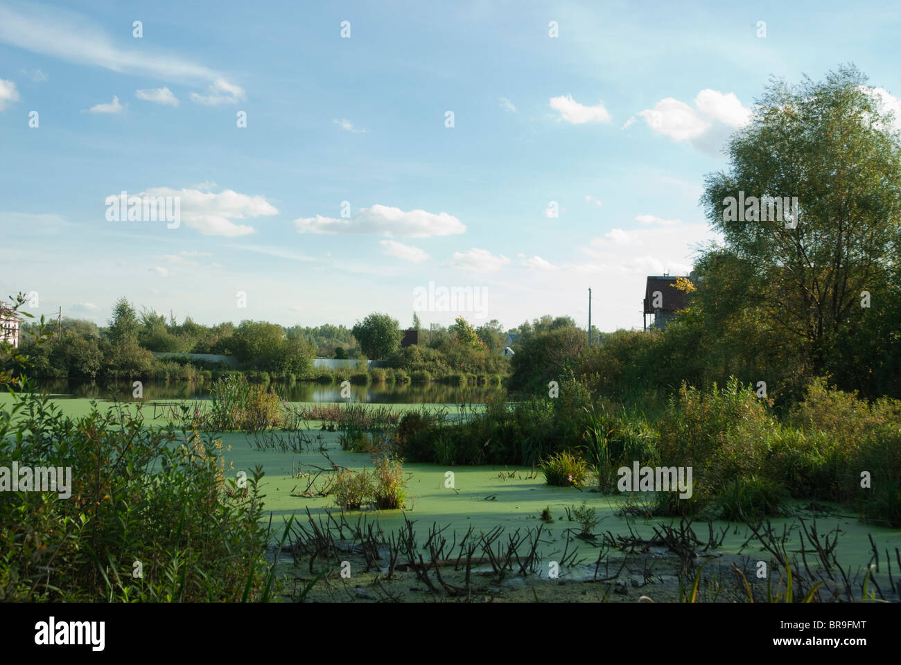 Pond with green water hi-res stock photography and images - Alamy