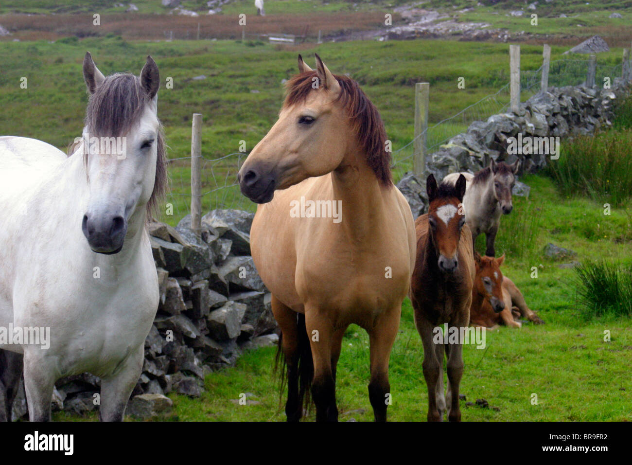 Ireland. Farm horses of the Connemara in Ireland Stock Photo - Alamy