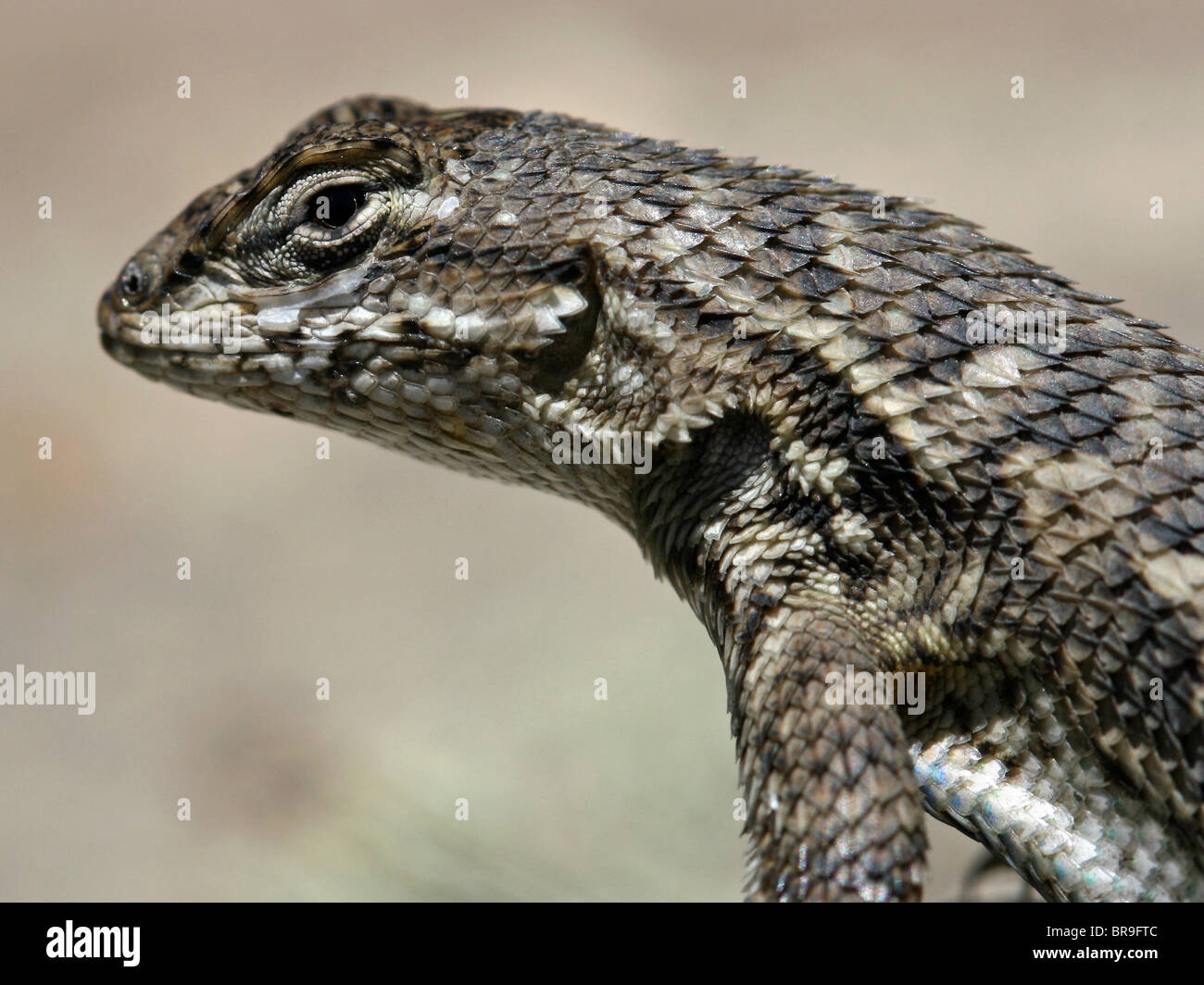 Western Fence Lizard (Sceloporus occidentalis) in Los Osos, California ...