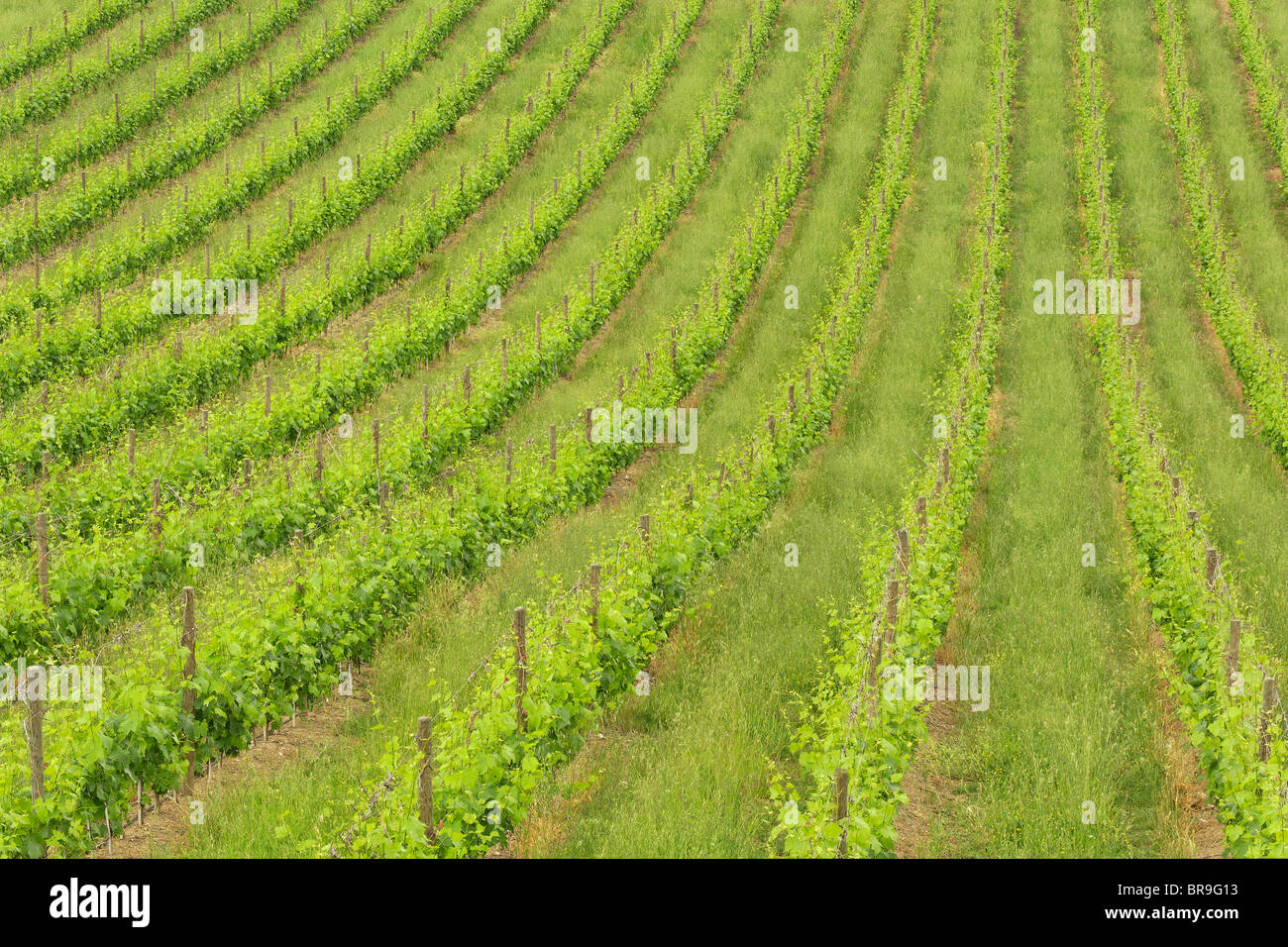 Orderly rows of grape vines viewed from world renowned winery, Castle ...