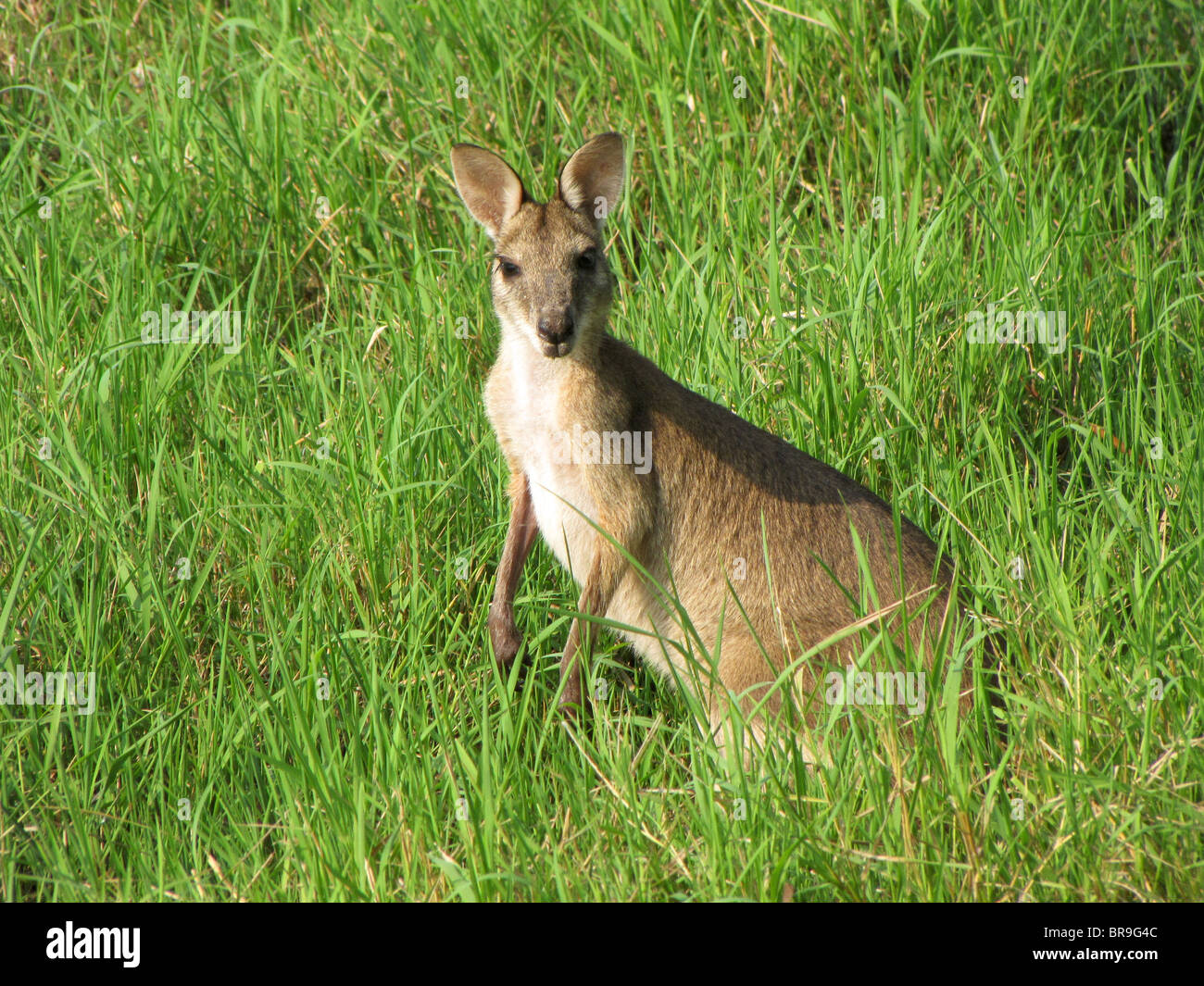 An Agile Wallaby (Macropus agilis) standing in tall grass at Fogg Dam ...