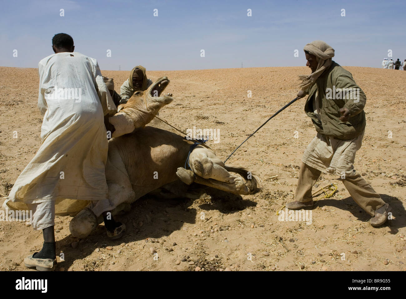 Camel Stop Stock Photos & Camel Stop Stock Images - Alamy
