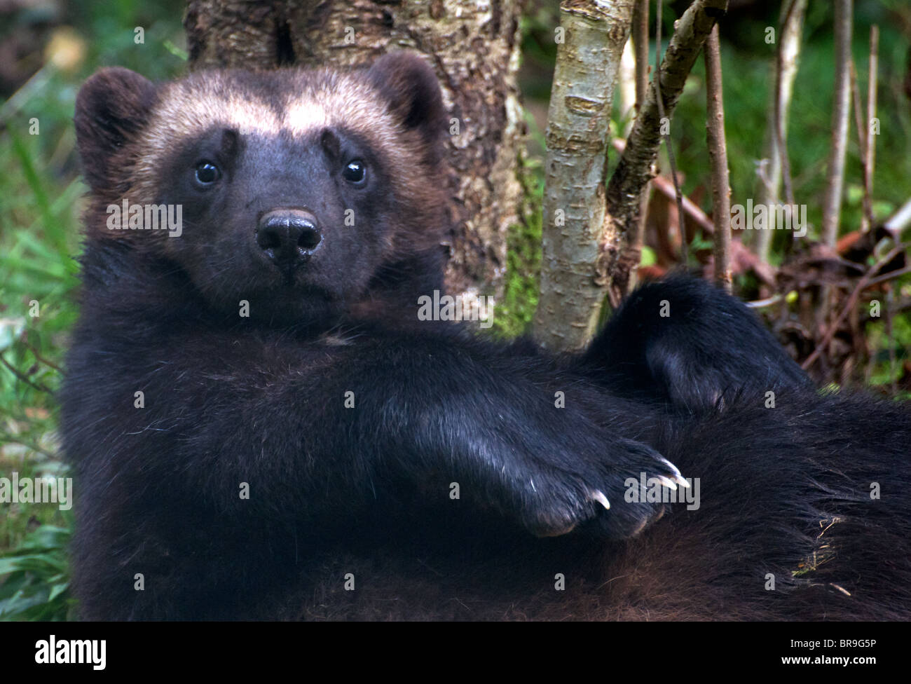 Wolverine looking towards camera Stock Photo - Alamy