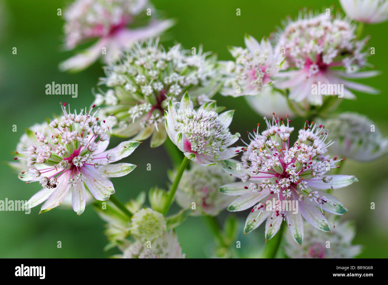 Masterwort flowers close up Astrantia major Stock Photo - Alamy