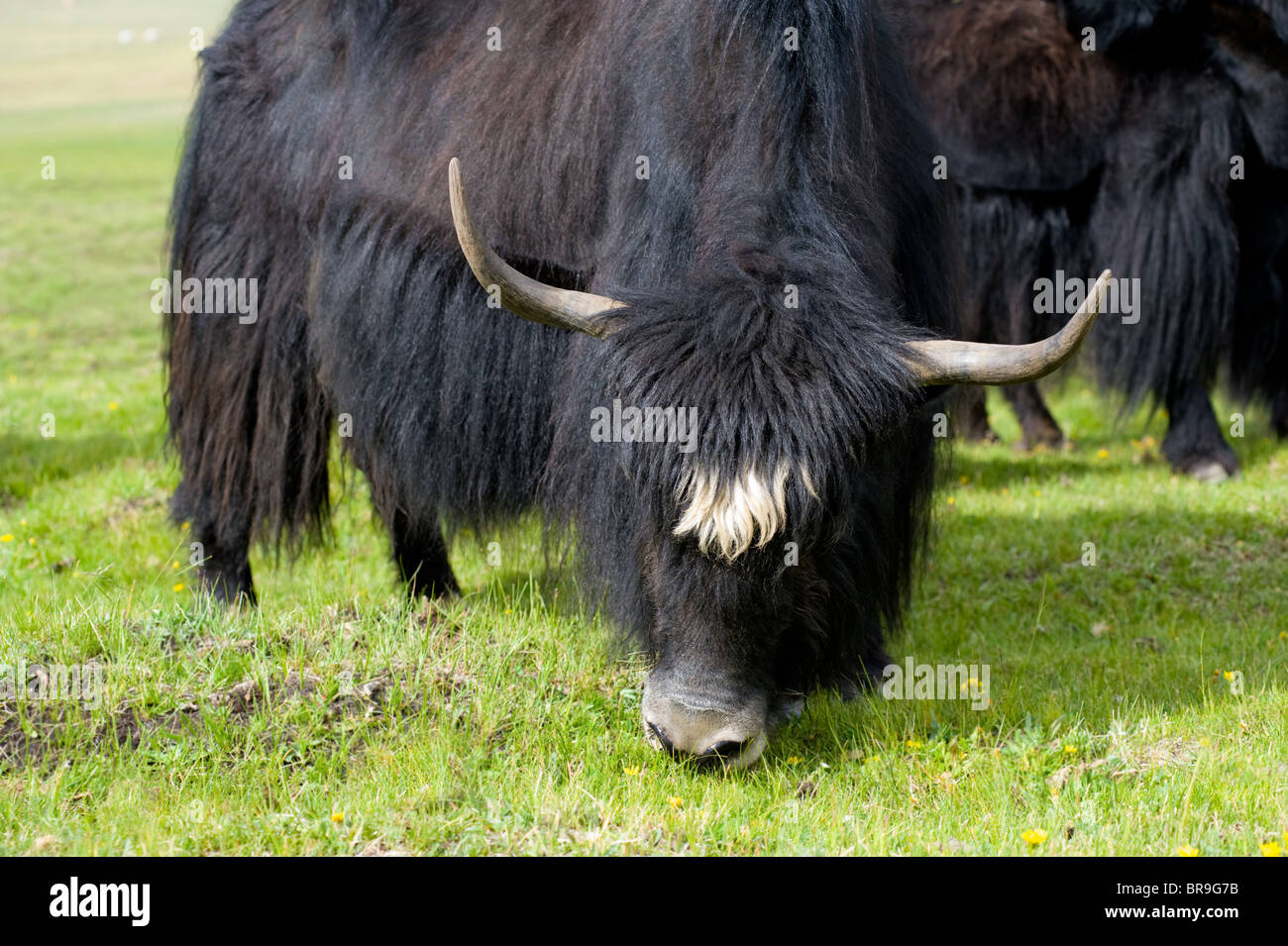 black horned yak grazing at green pasture Stock Photo - Alamy