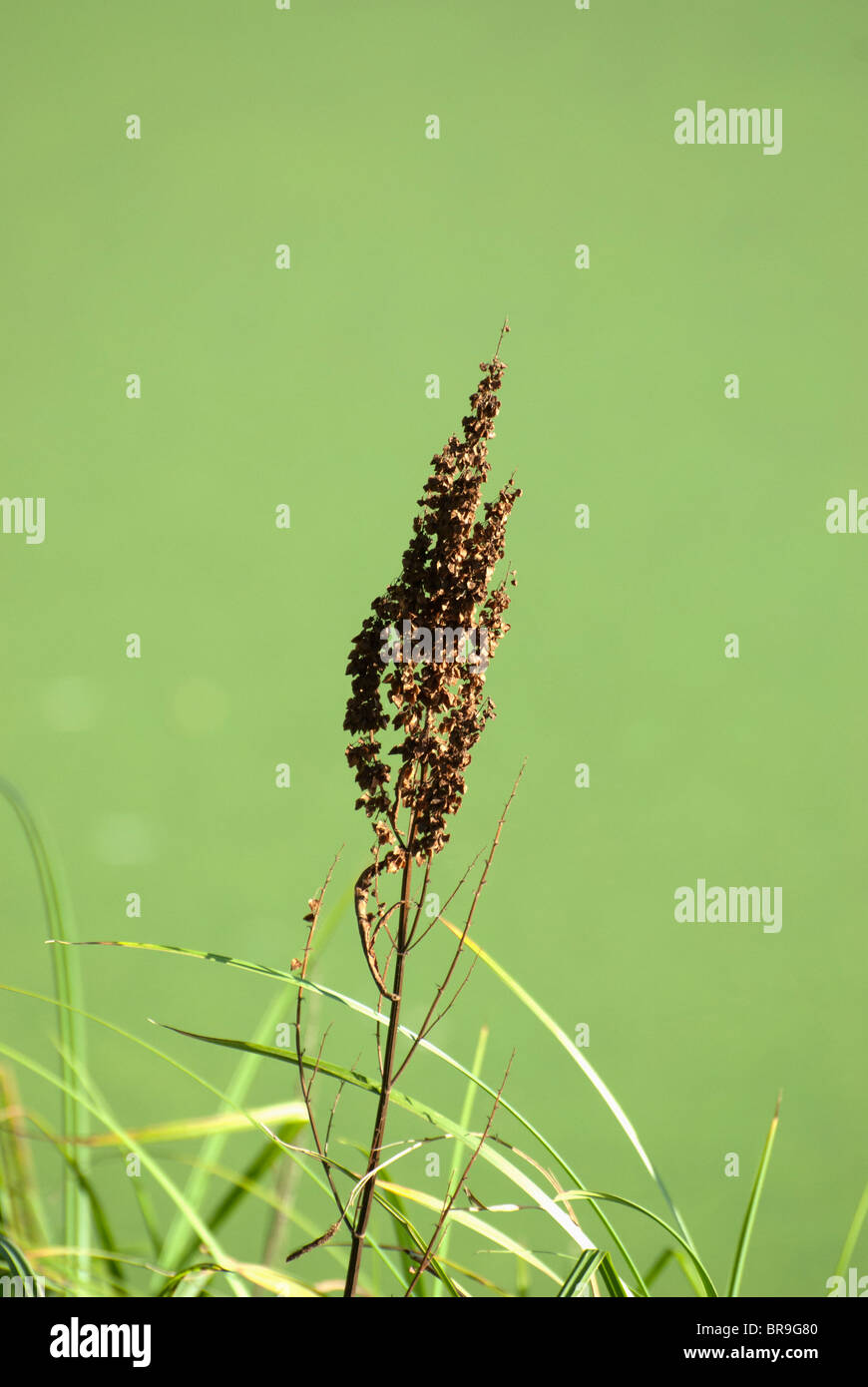 Dry plant on the green color background Stock Photo - Alamy