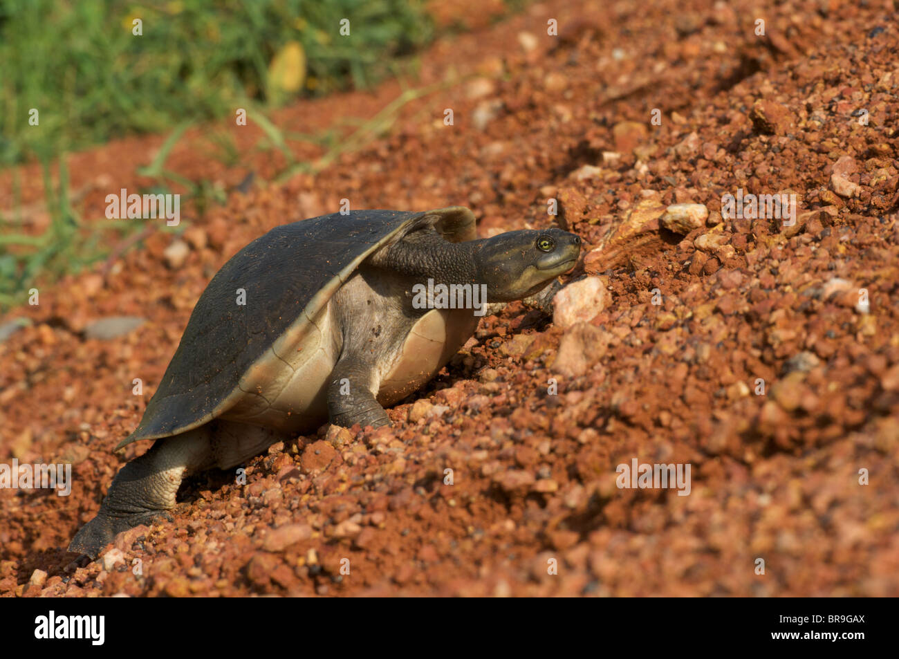 A Northern Yellow-faced Turtle (Emydura tanybaraga) pulling itself up a ...