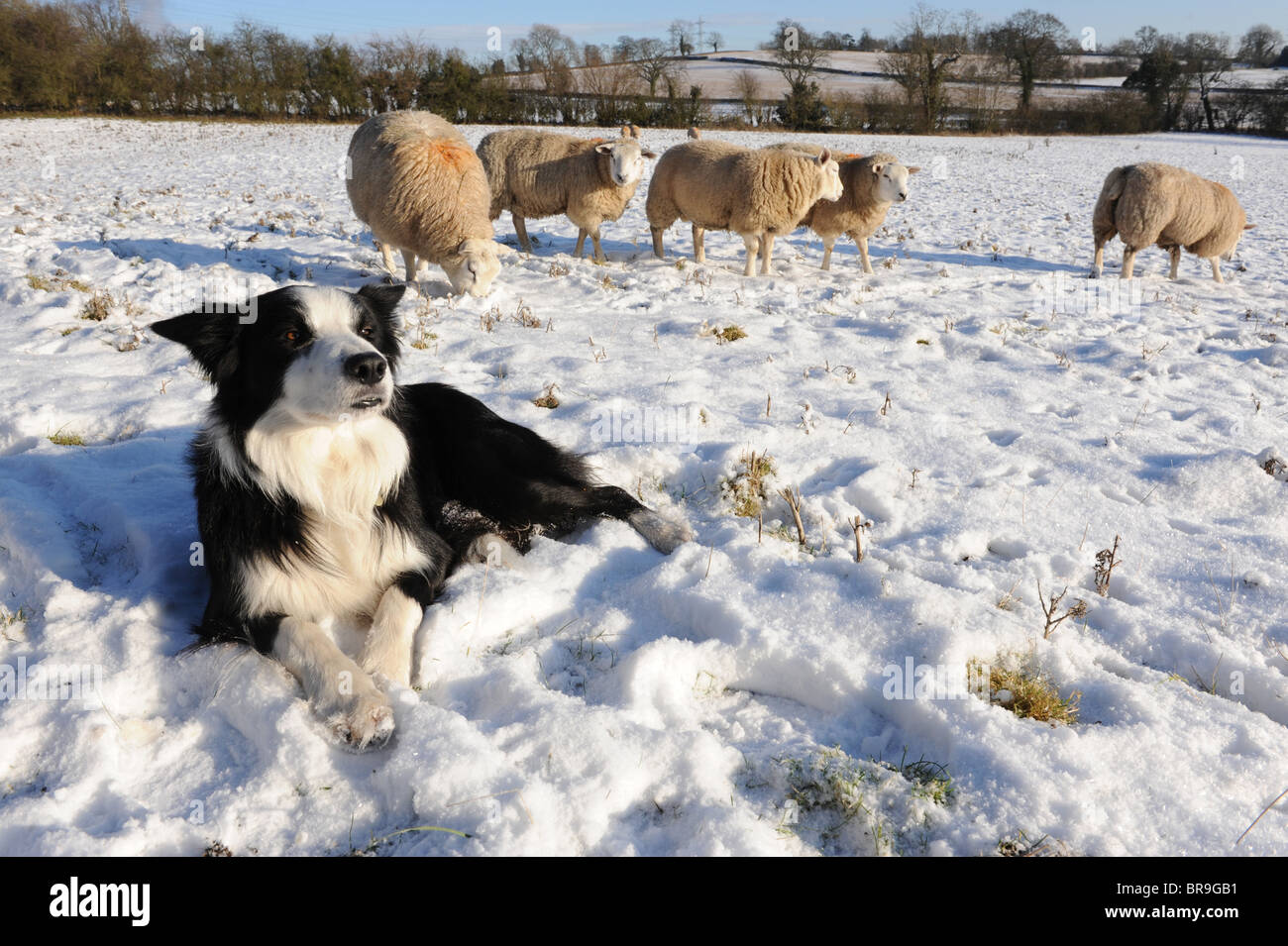 Border Collie sheep dog and Sheep in the snow Stock Photo - Alamy