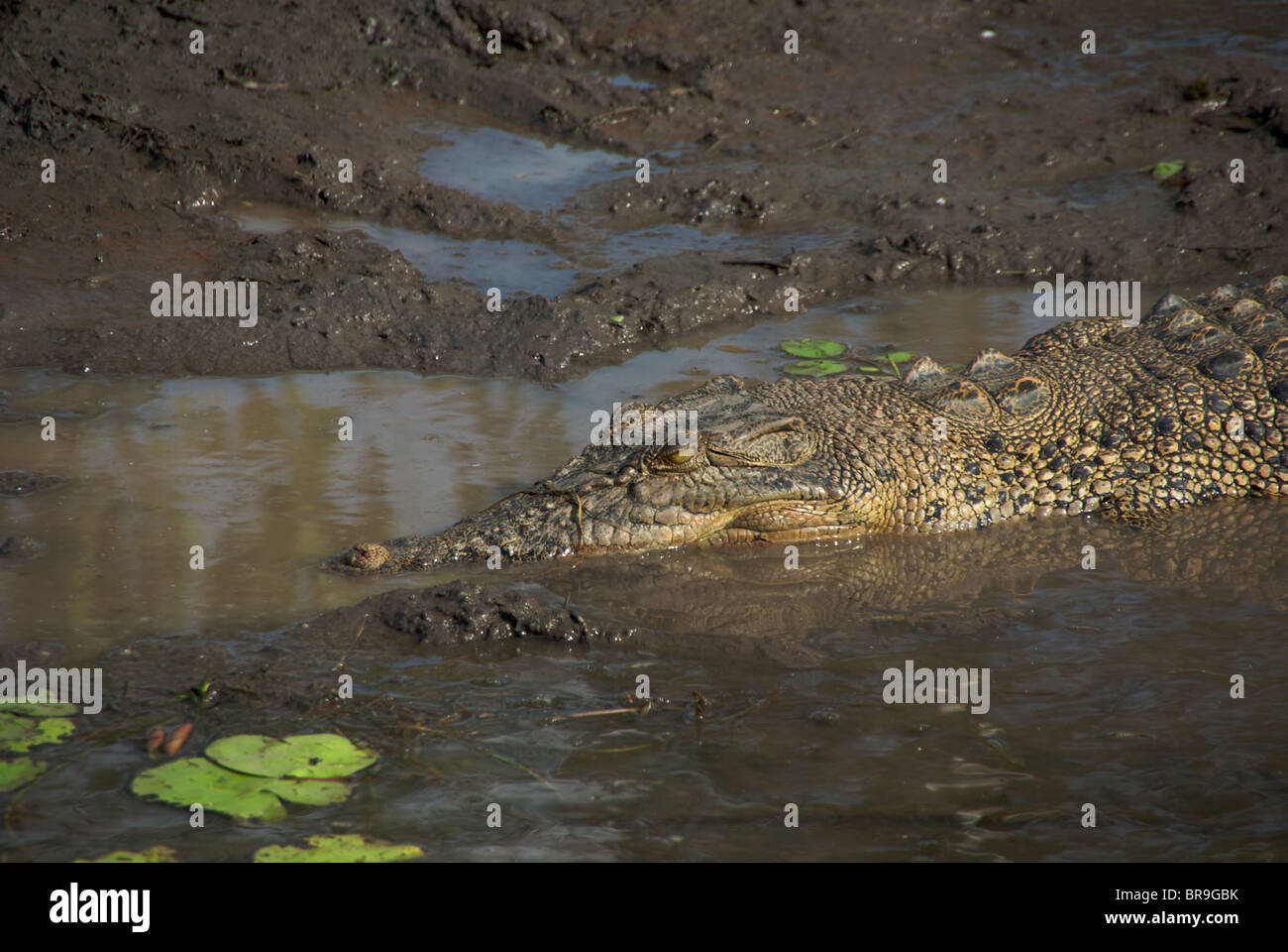 A Saltwater Crocodile (Crocodylus porosus) resting in mud in Yellow ...