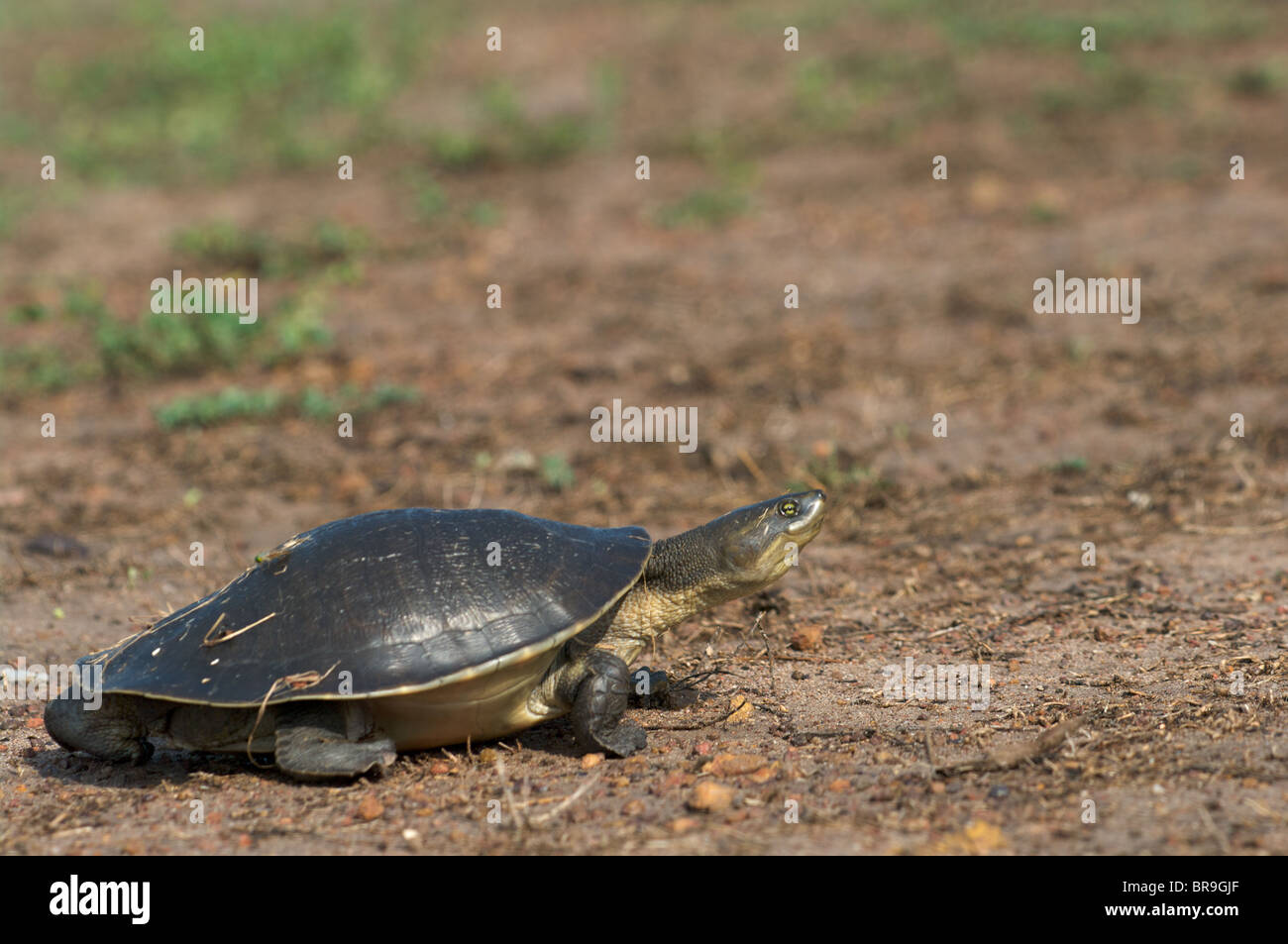 A Northern Yellow-faced Turtle (Emydura tanybaraga) clambering across ...