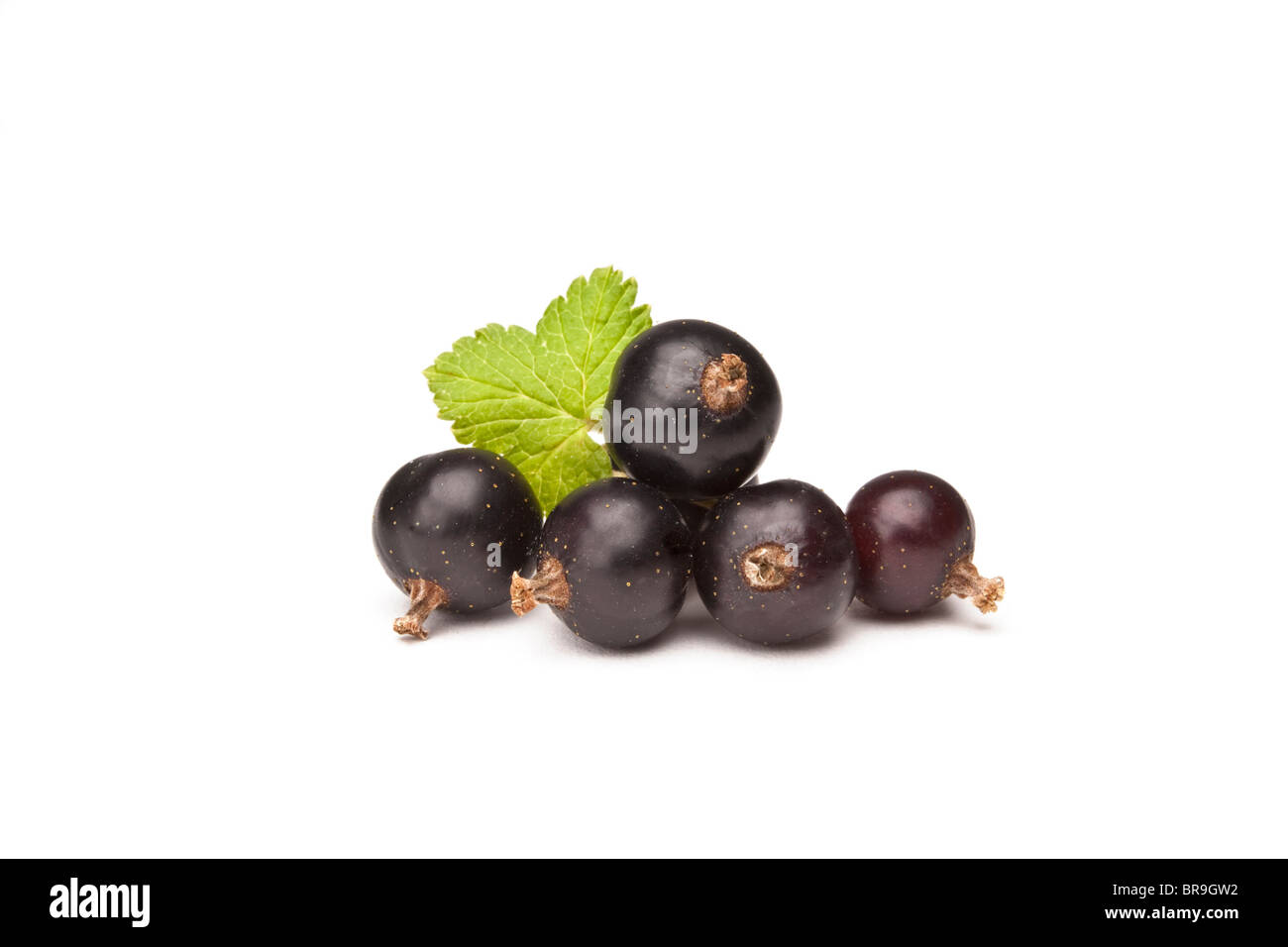 Blackcurrant berries and leaf Stock Photo - Alamy