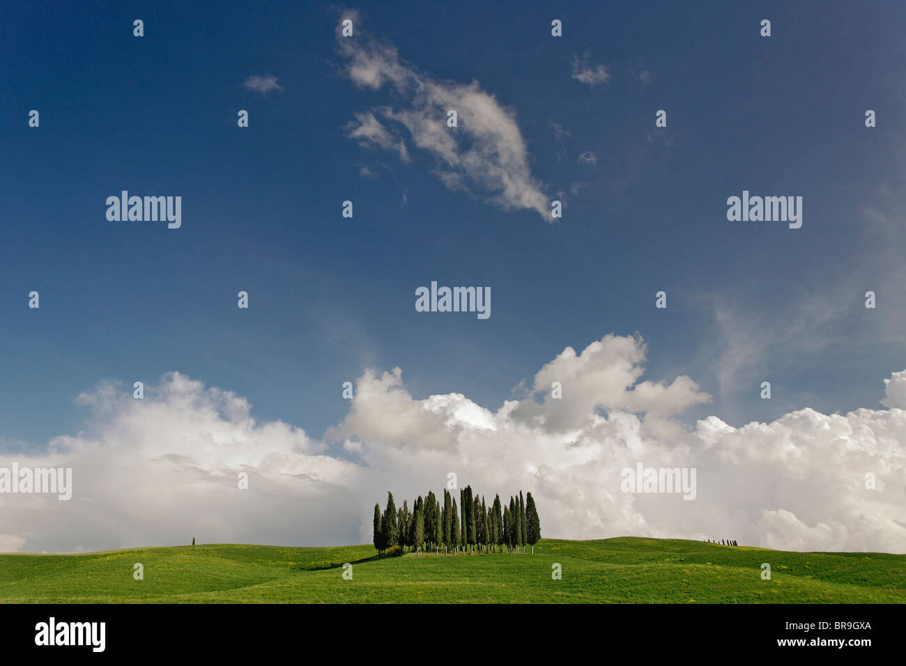 Distinctive cypress trees in Tuscany region of Italy Stock Photo - Alamy