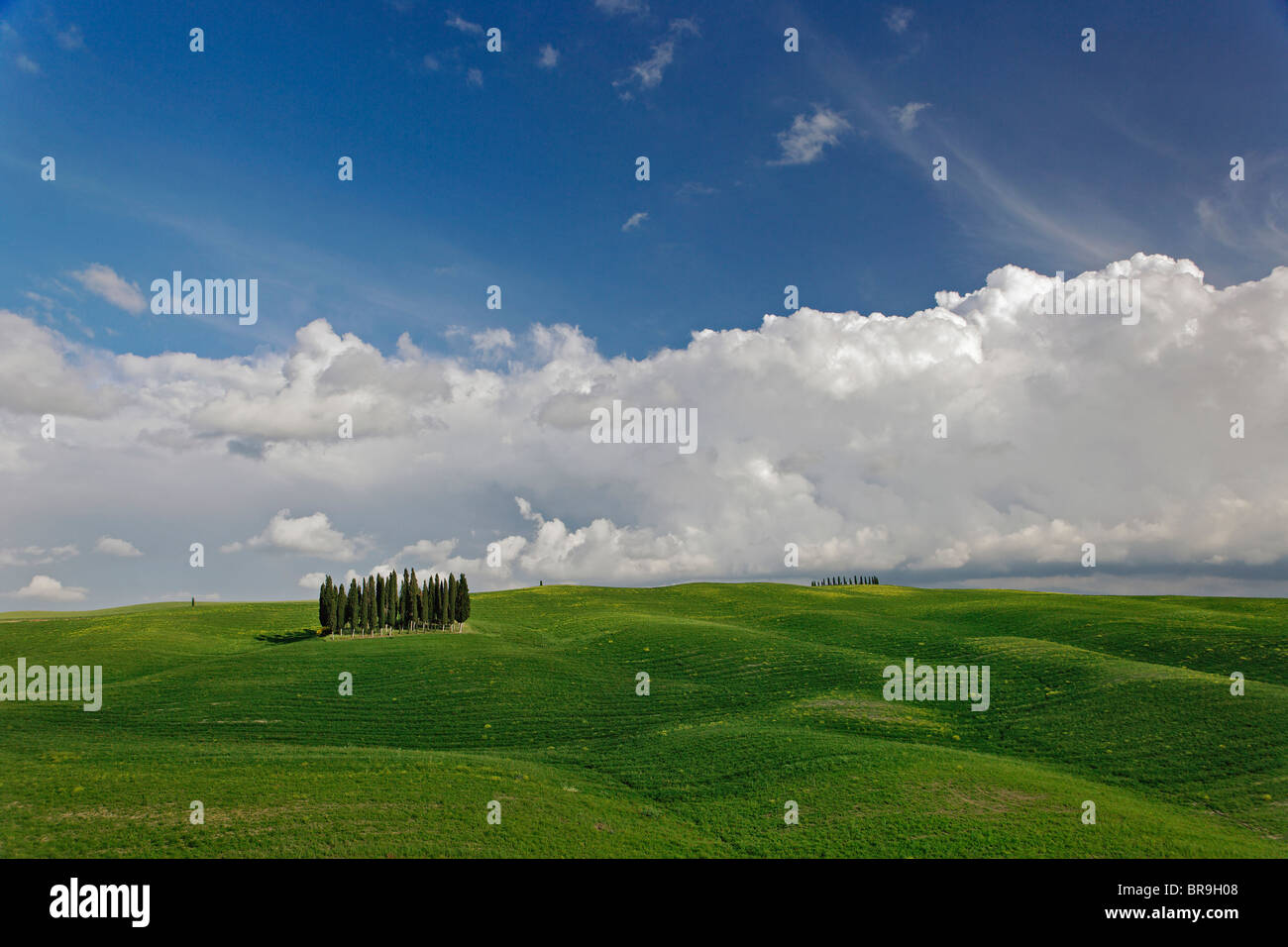 Distinctive cypress trees in Tuscany region of Italy Stock Photo - Alamy