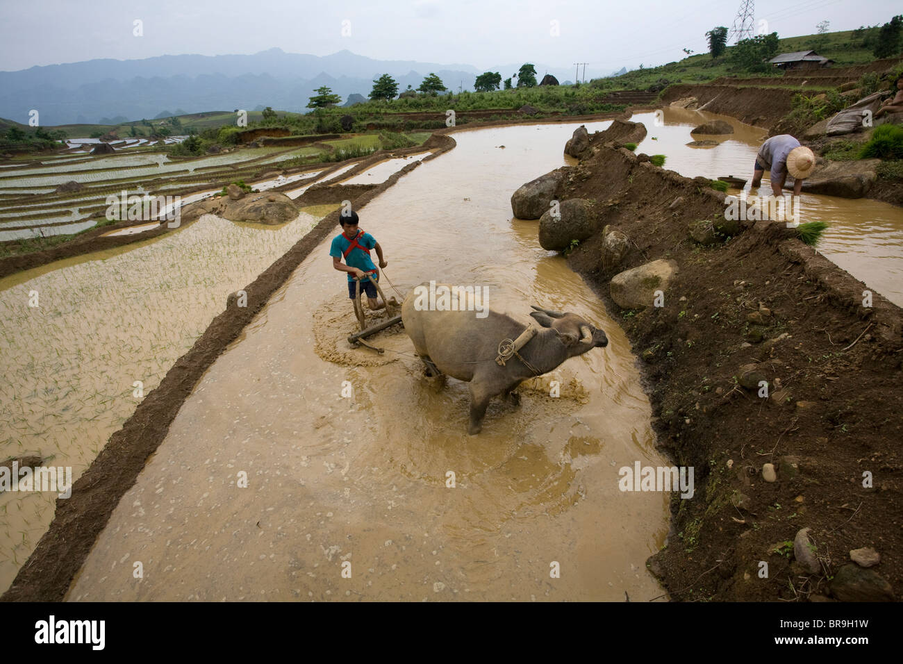 Caribao hi-res stock photography and images - Alamy