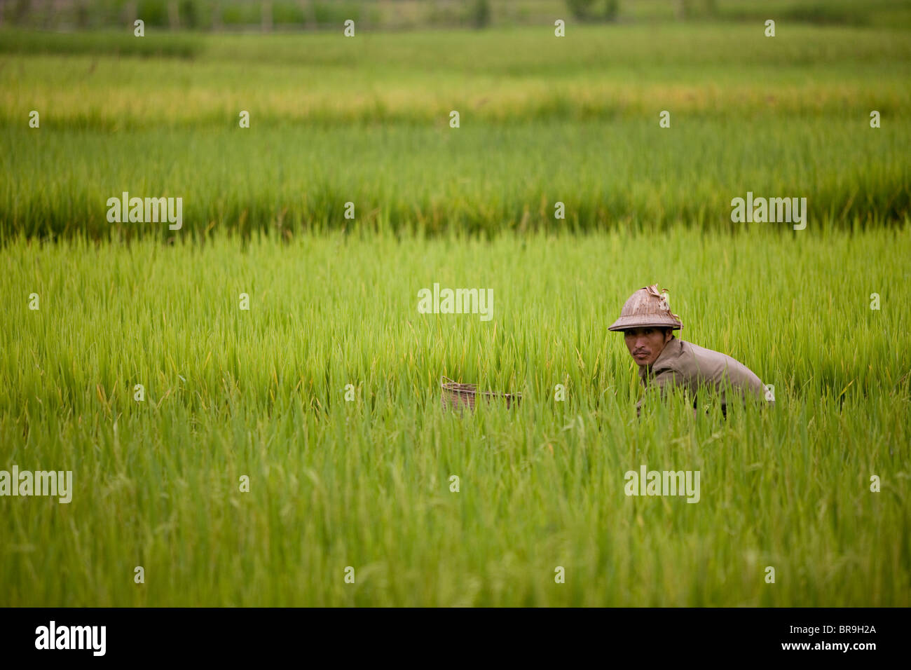 Vietnamese man gathers herbs for food in rice paddy Stock Photo - Alamy