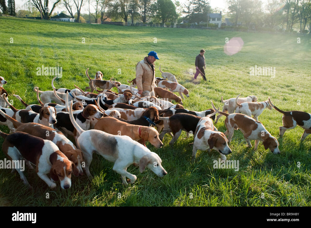 Walking fox hounds Stock Photo - Alamy