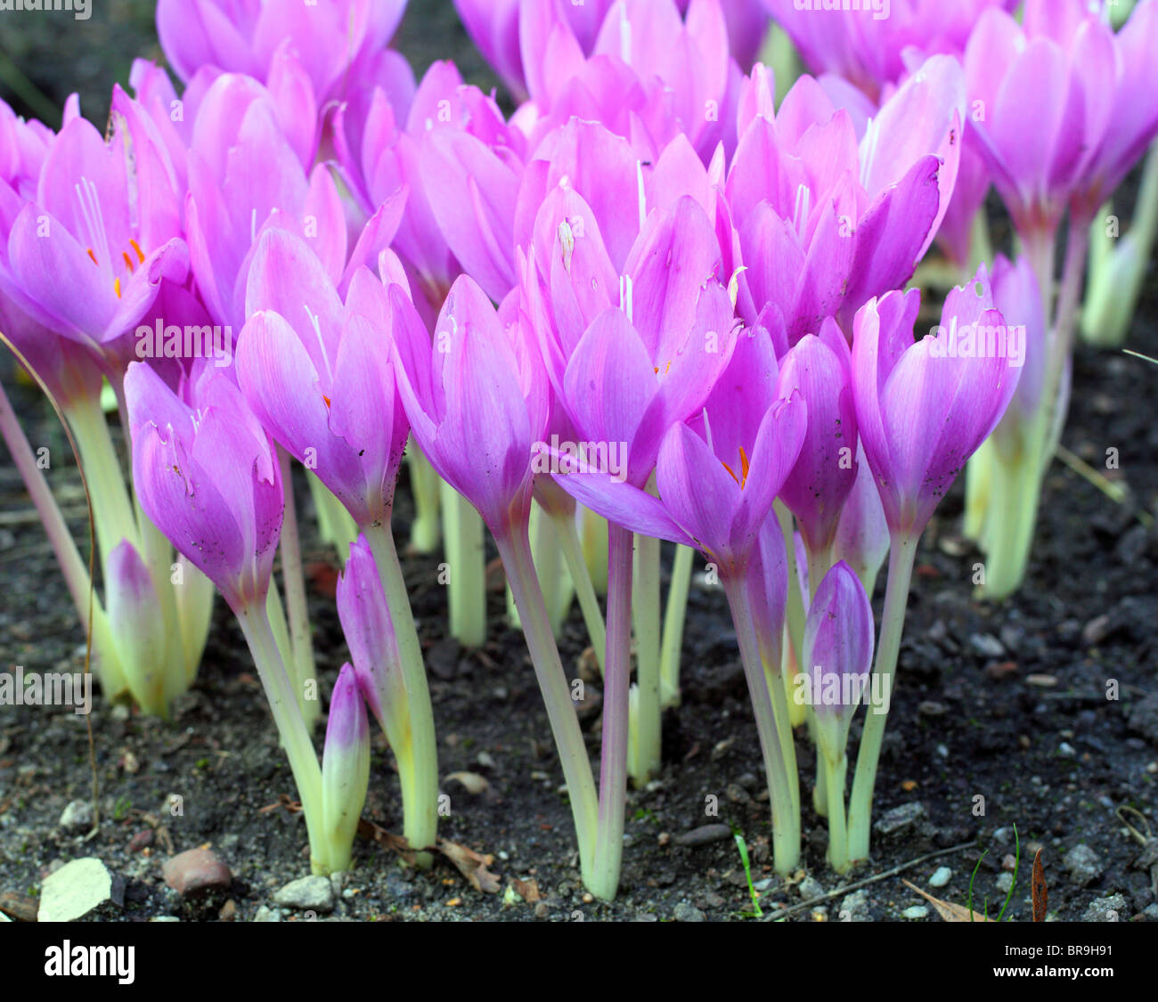 Colchicum autumnale hi-res stock photography and images - Alamy