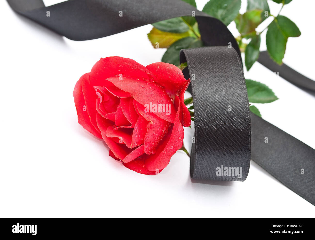 Red rose with black ribbon Stock Photo - Alamy