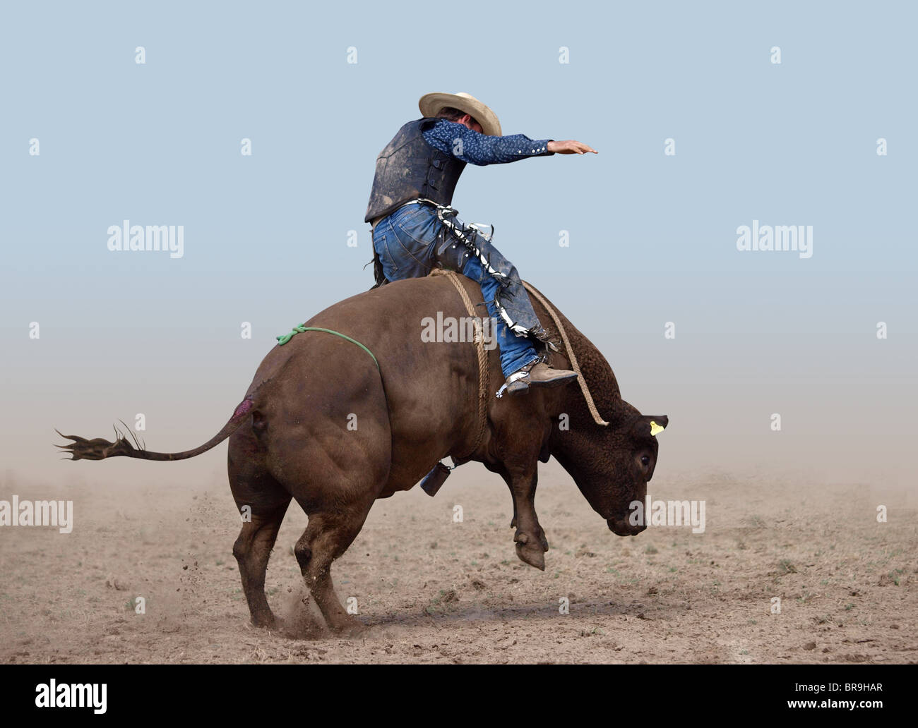 Bull Rider on a clear background Stock Photo - Alamy