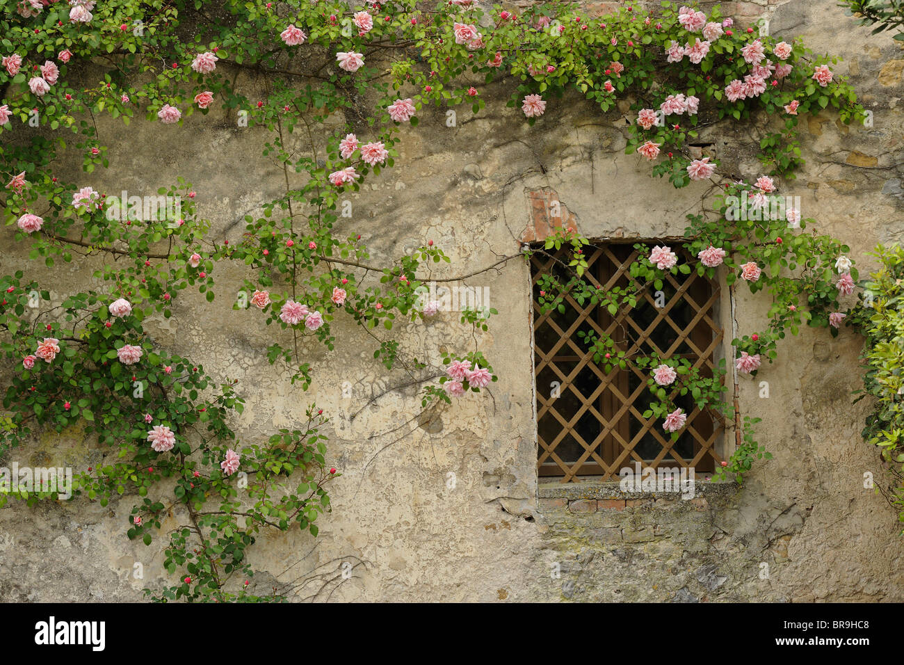 Roses on old stone wall, Tuscany, Italy Stock Photo - Alamy