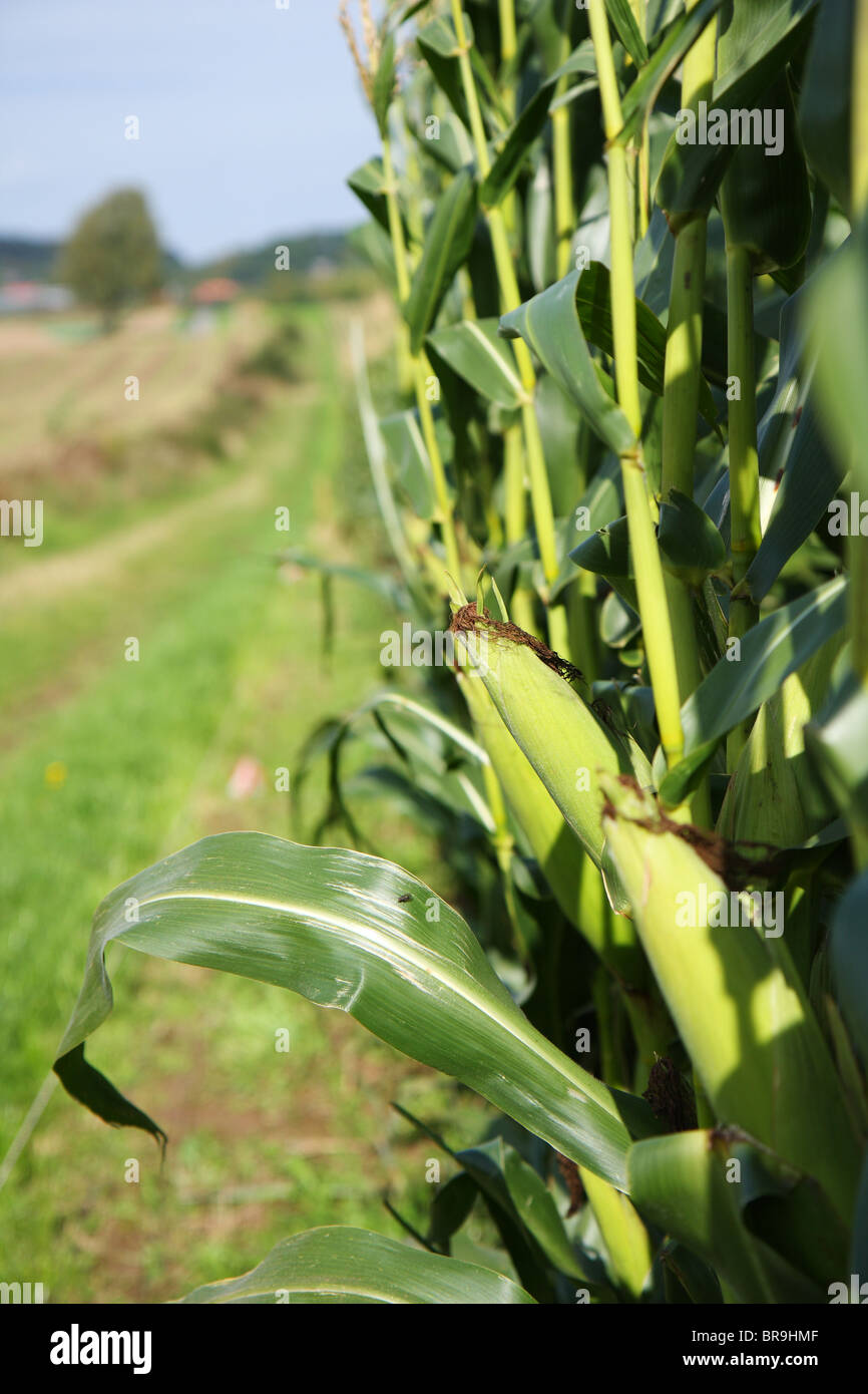 Picture of maize crop Stock Photo - Alamy