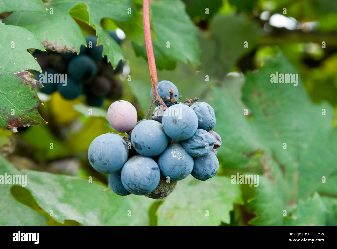 Italy, Piedmont (Piemonte), La Morra, grapes on the vine Stock Photo ...
