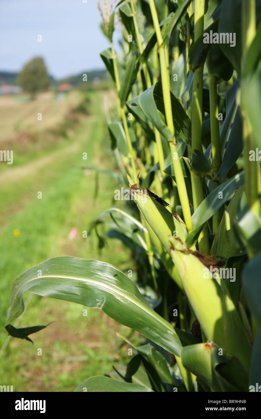 Picture of maize crop Stock Photo - Alamy