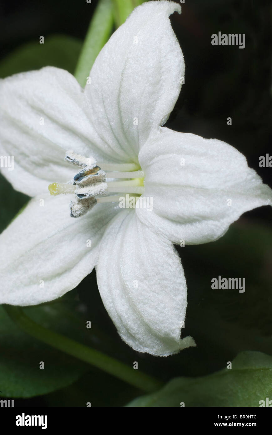 Pepper flower hi-res stock photography and images - Alamy