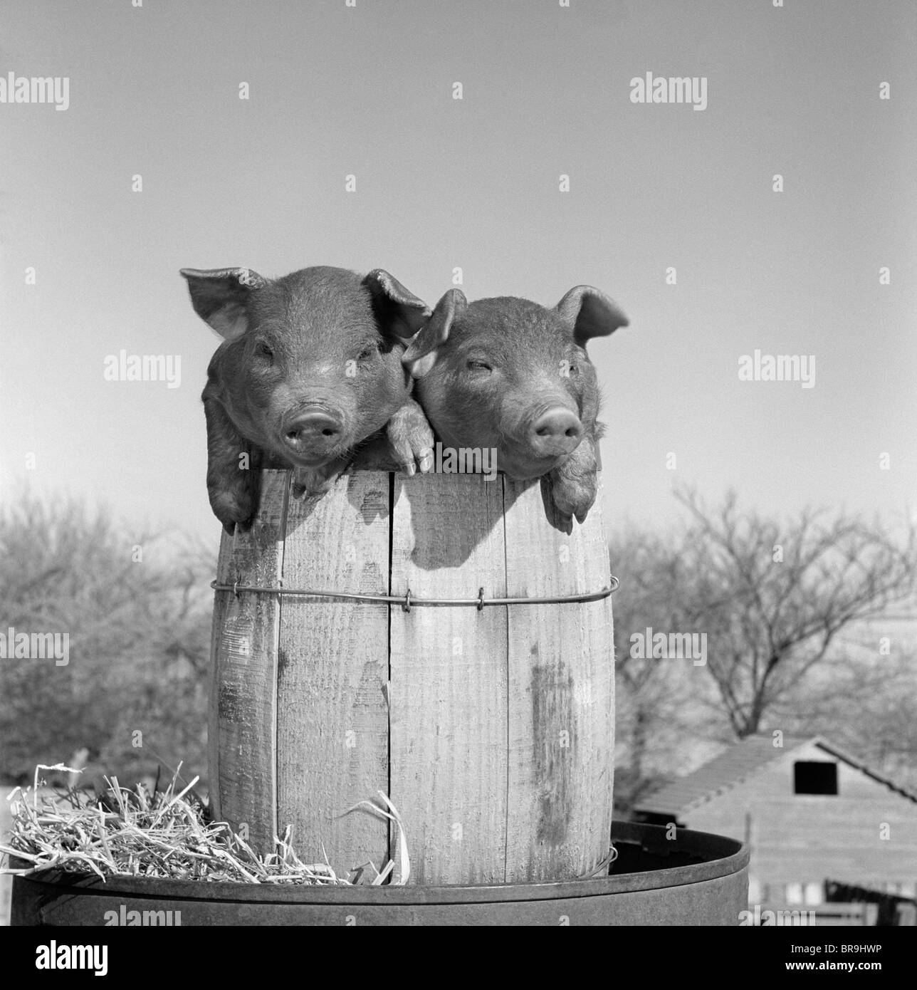 The duroc pig High Resolution Stock Photography and Images - Alamy
