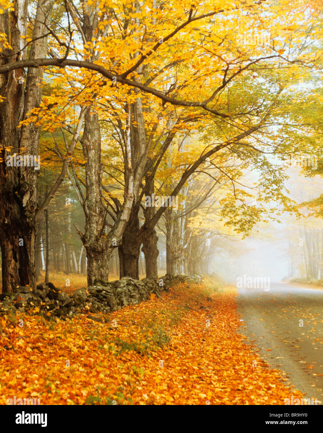 1970s FALL FOLIAGE ALONG MISTY AUTUMN COUNTRY ROAD Stock Photo - Alamy
