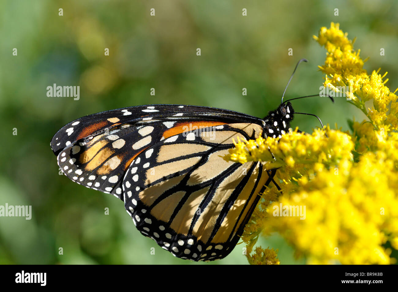 Monarch Butterfly (Danaus Plexippus Stock Photo - Alamy