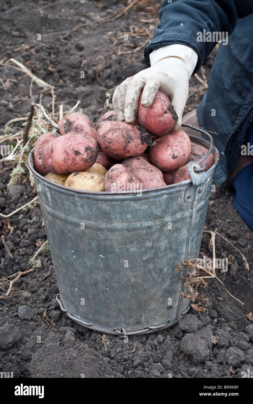 Gathering harvest of potatoes Stock Photo - Alamy