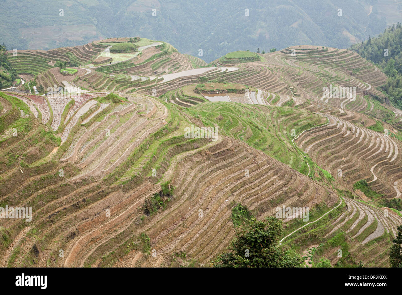 China, guangxi, longsheng, dragon's backbone rice terraces Stock Photo ...
