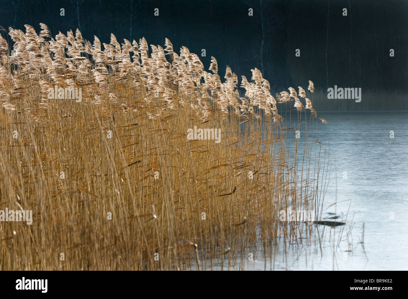 Lakeside reeds hi-res stock photography and images - Alamy