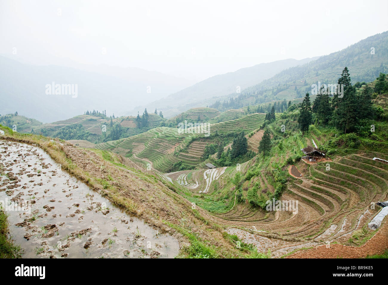 China, guangxi, longsheng, dragon's backbone rice terraces Stock Photo ...