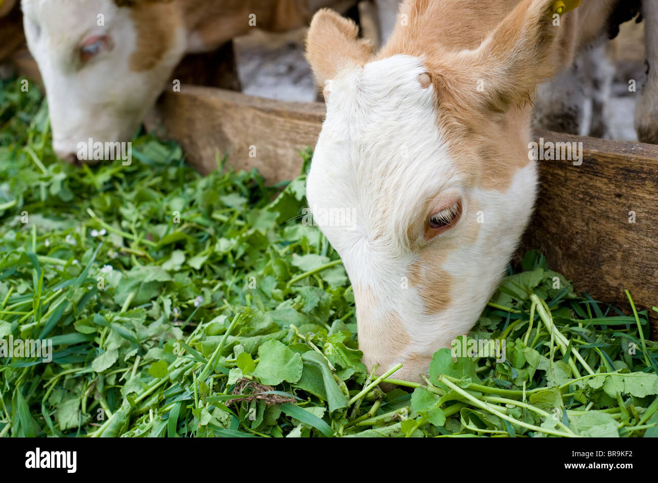 farm calves eating green grass fodder Stock Photo - Alamy