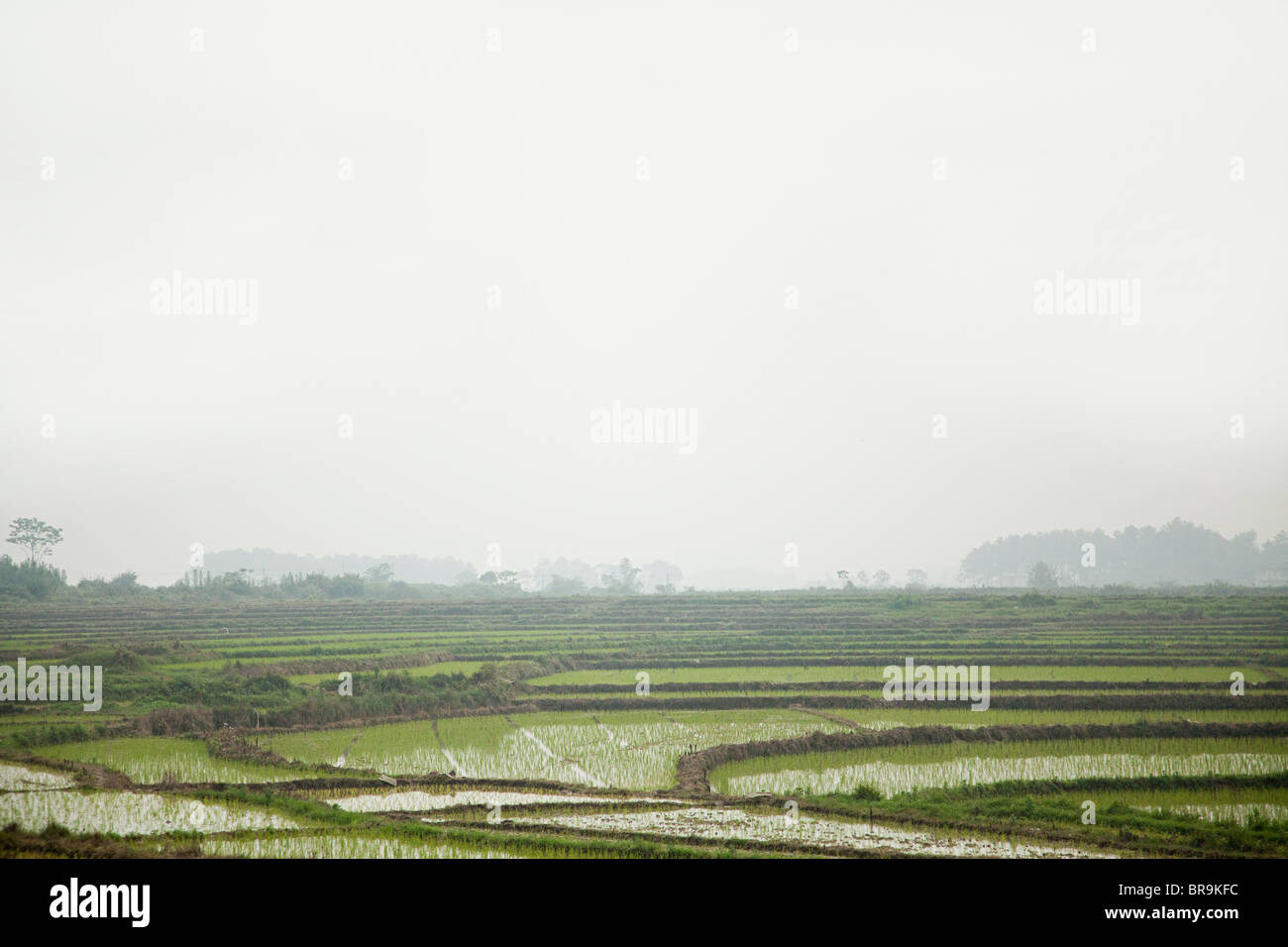 China, guangxi province, yangshuo, rice fields Stock Photo - Alamy
