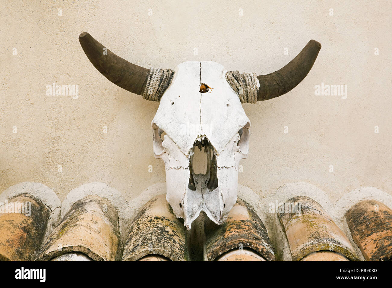Wall mounted cattle skull, Granada, Spain Stock Photo - Alamy