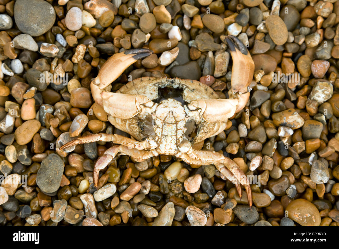 Dead crab shell on shingle beach Stock Photo - Alamy