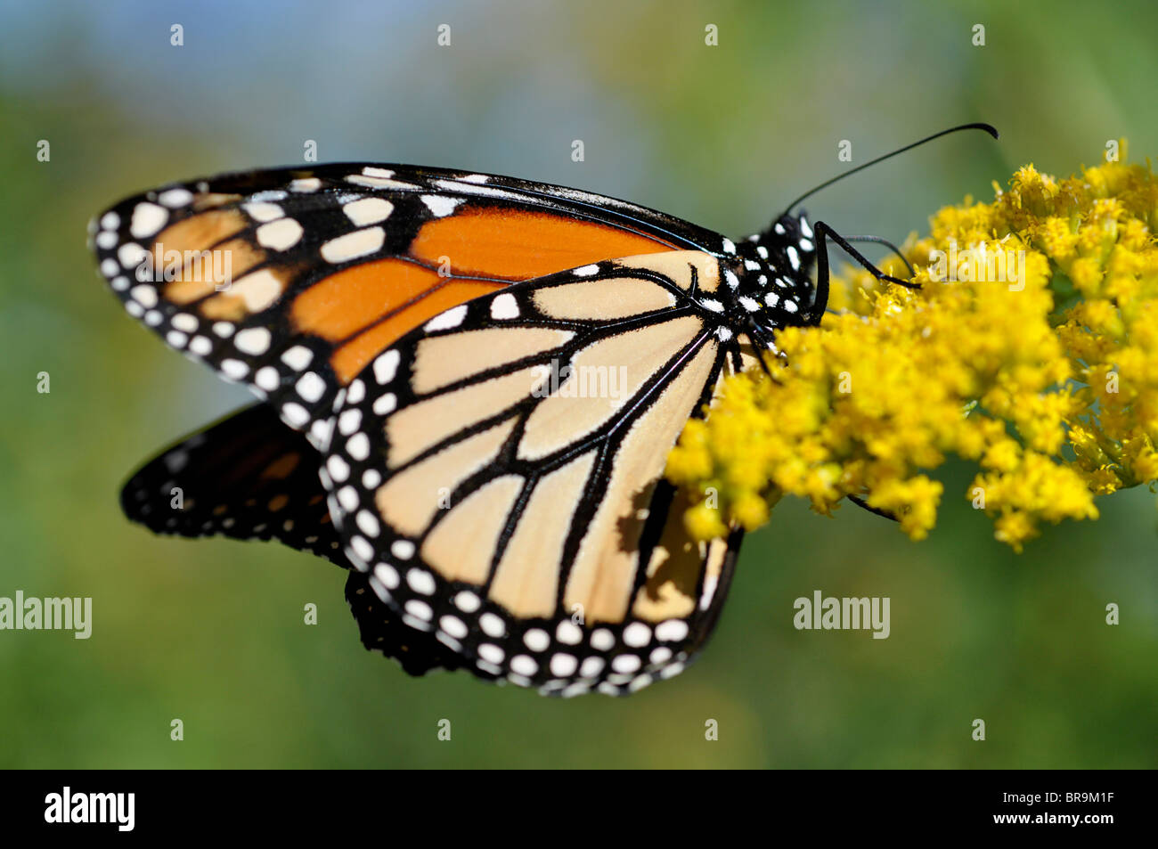 Monarch Butterfly (Danaus Plexippus Stock Photo - Alamy