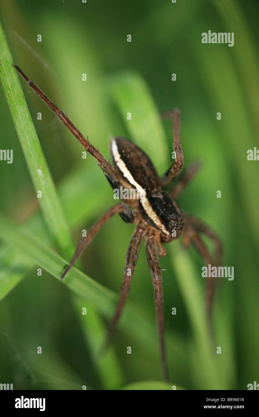 Grass spiders hi-res stock photography and images - Alamy