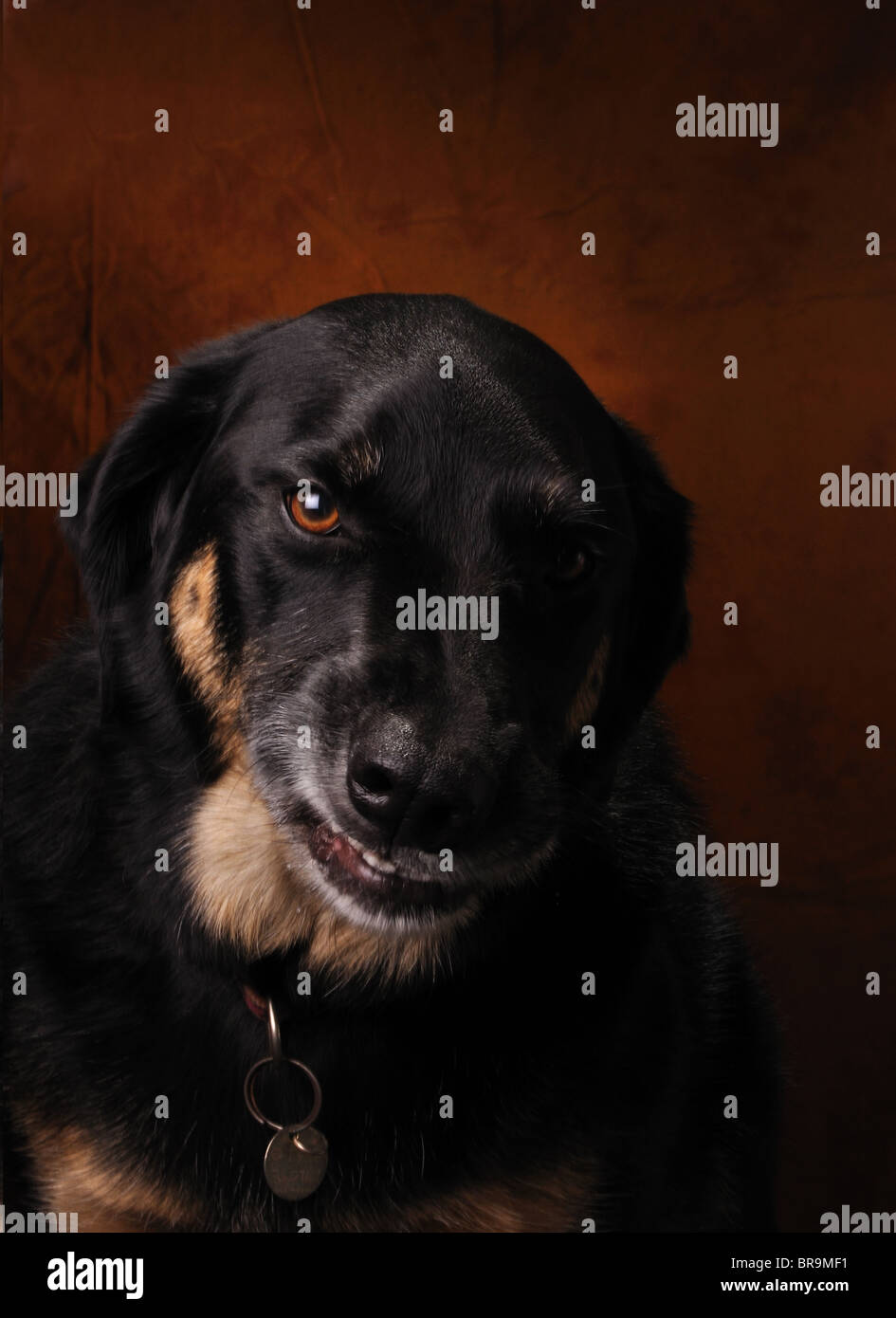 Dog snarling hi-res stock photography and images - Alamy