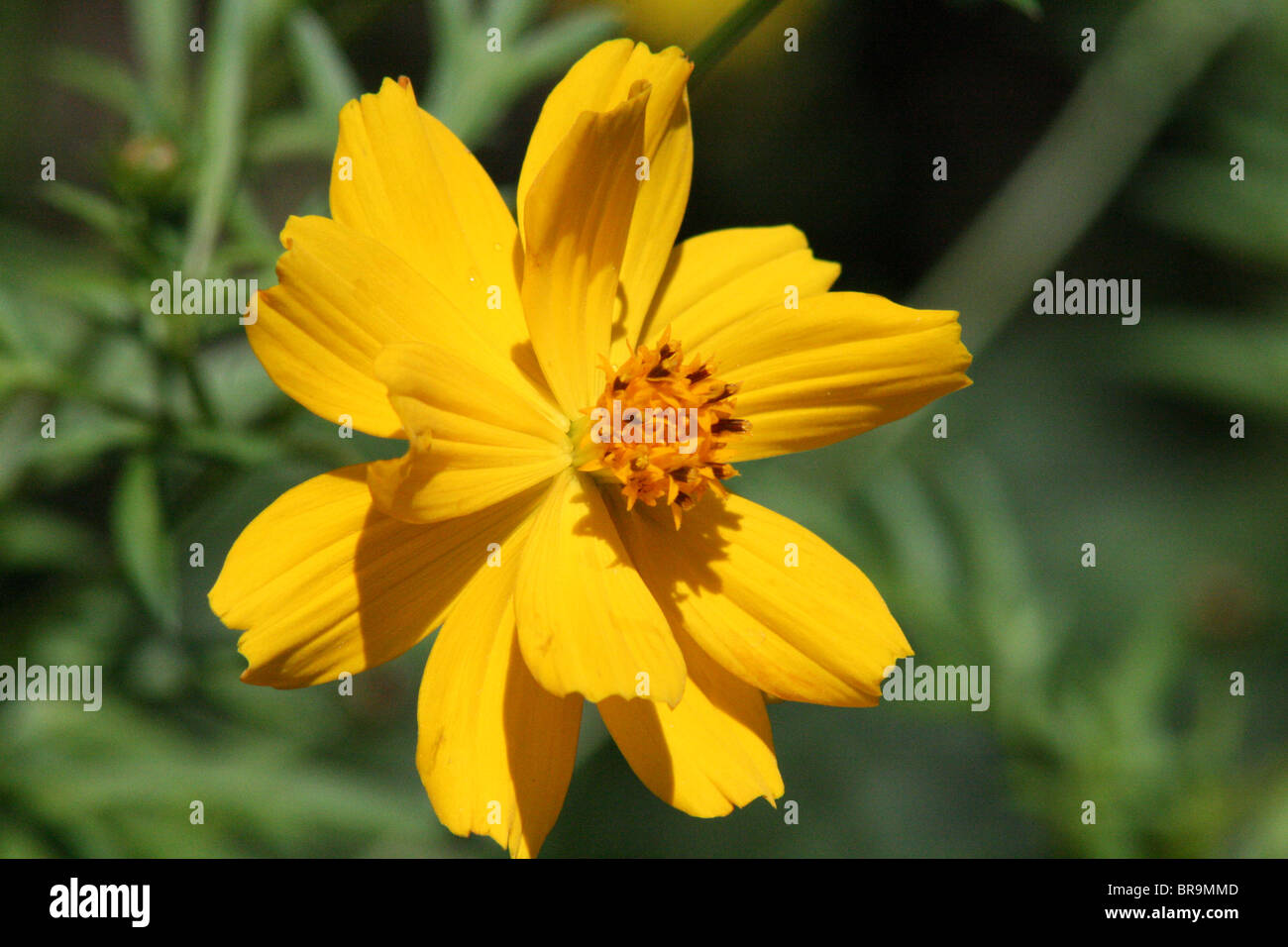 Bright yellow grows the cosmos on a sunny day Stock Photo - Alamy