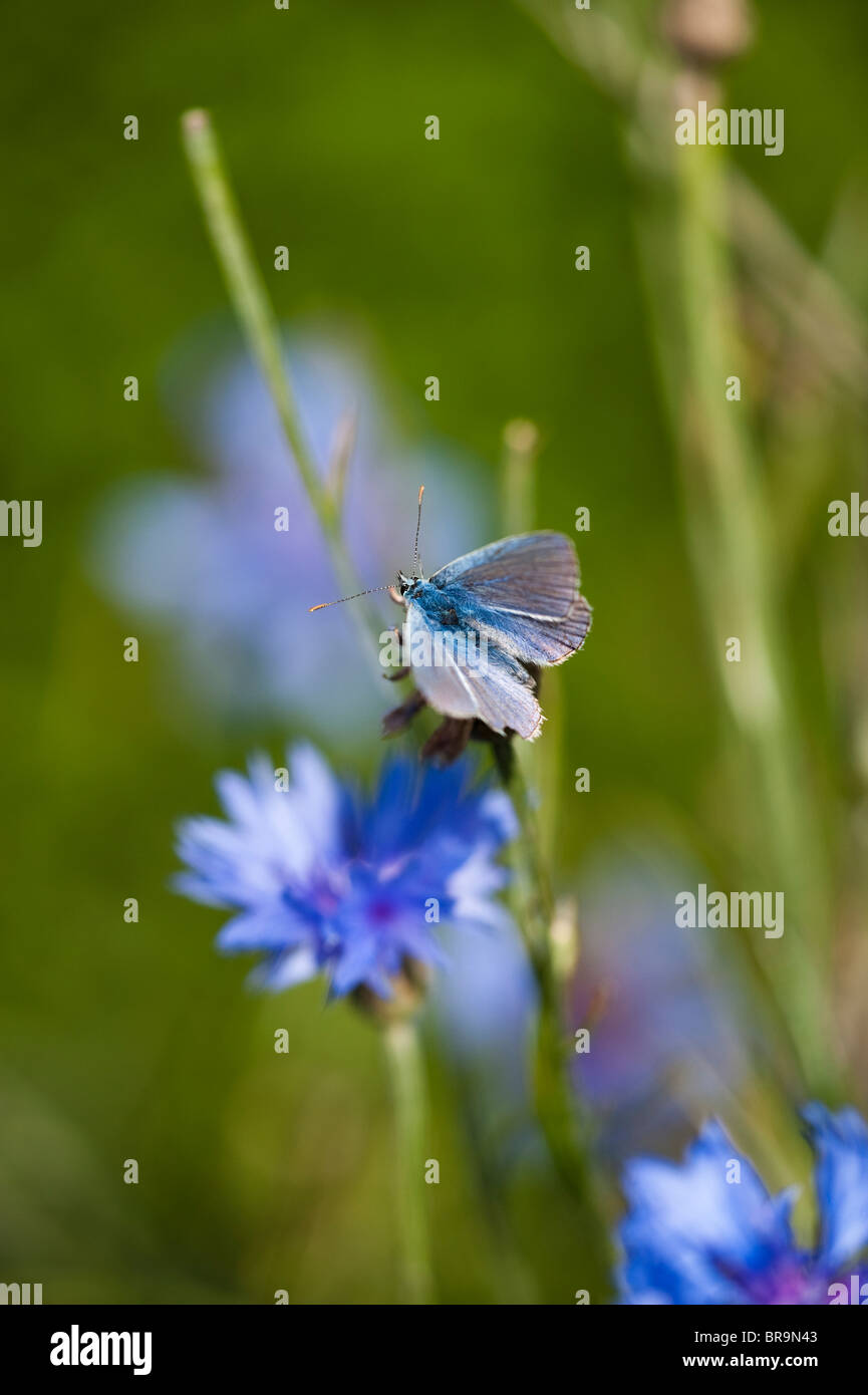 Common Blue Butterfly, Polyommatus icarus, on a Cornflower, Centaurea ...