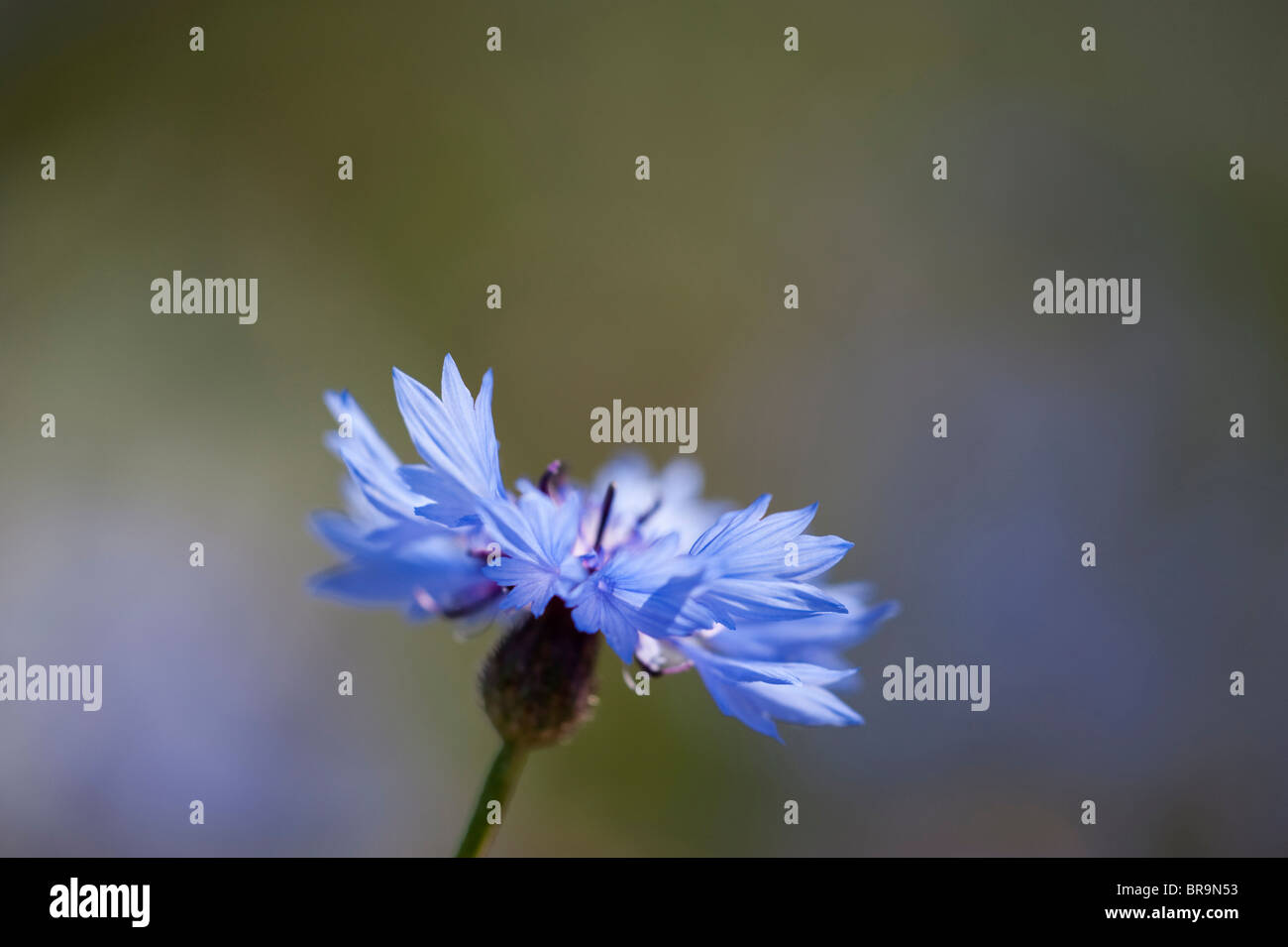 Cyani flower hi-res stock photography and images - Alamy