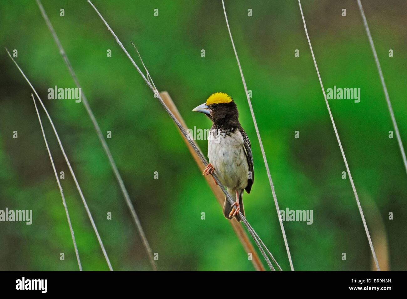Asian weaver hi-res stock photography and images - Alamy